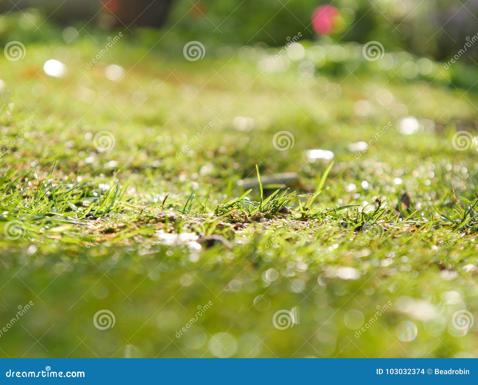Shiny and Bright Green Grass. Closeup Stock Photo - Image of field ...