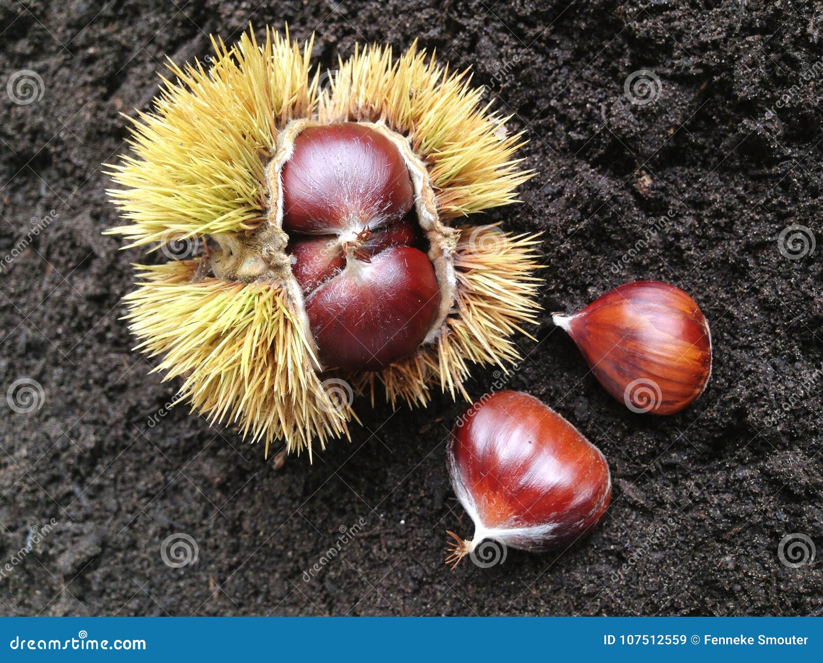 Shiny Brown Chestnuts with Spiky Shell Stock Image - Image of seasonal ...
