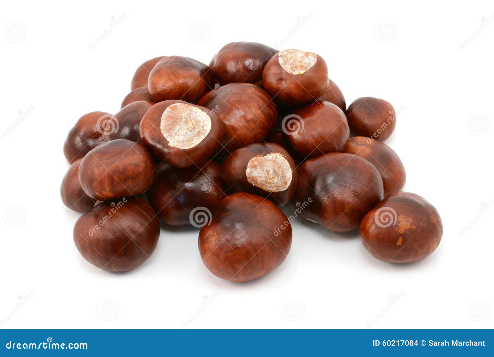 Shiny brown conkers stock photo. Image of heap, conker - 60217084