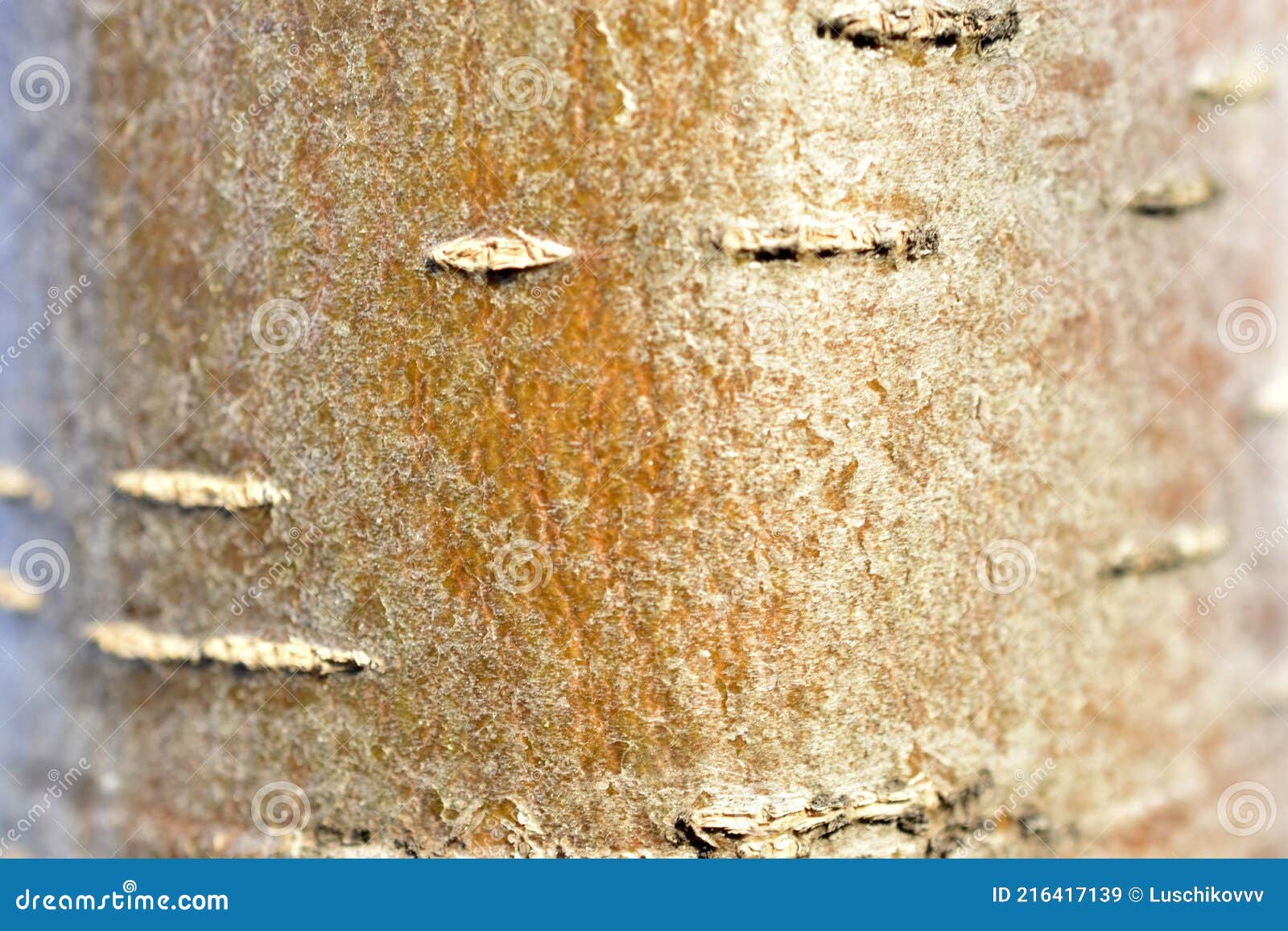 Shiny Brown Surface of Young Tree Bark Stock Image - Image of white ...