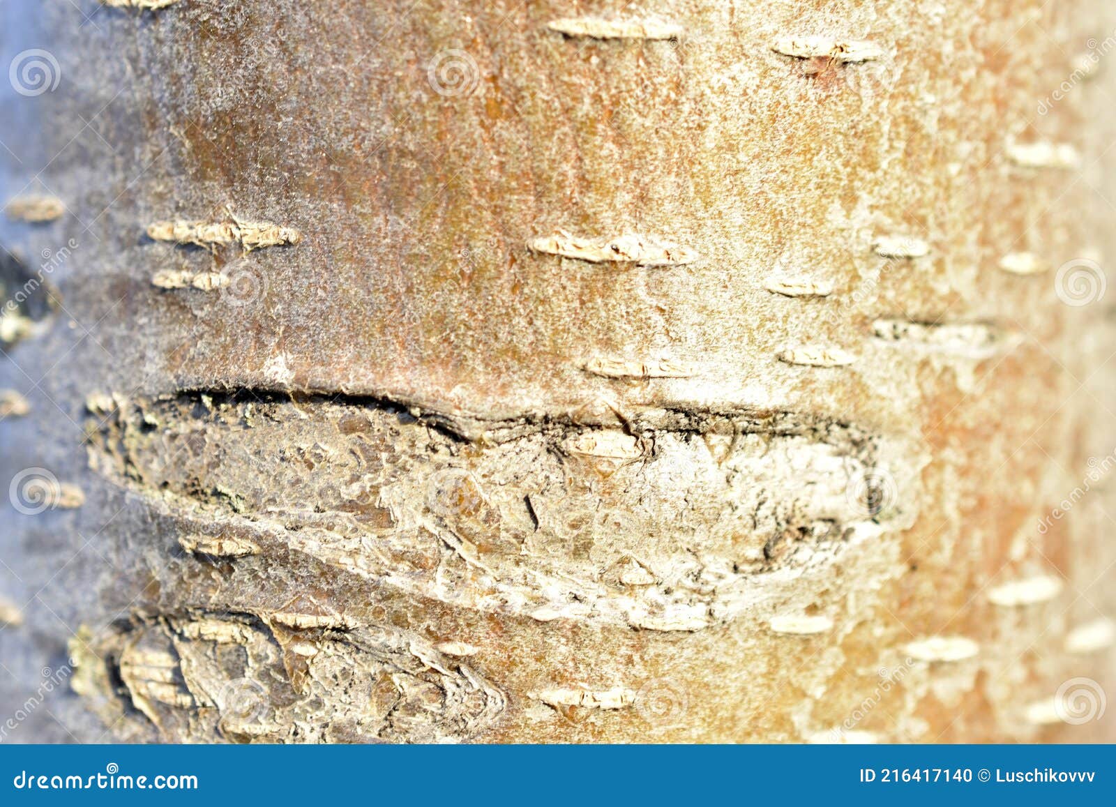 Shiny Brown Surface of Young Tree Bark Stock Photo - Image of closeup ...