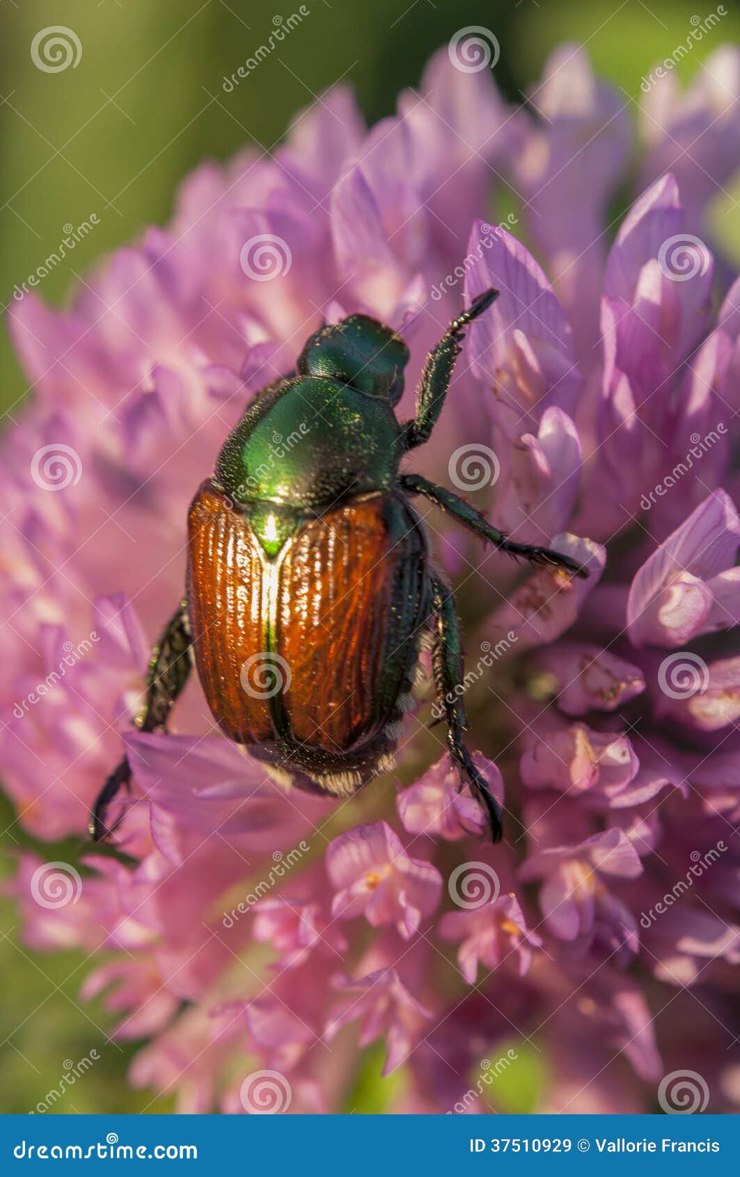 Japanese beetle stock image. Image of flower, nature - 37510929