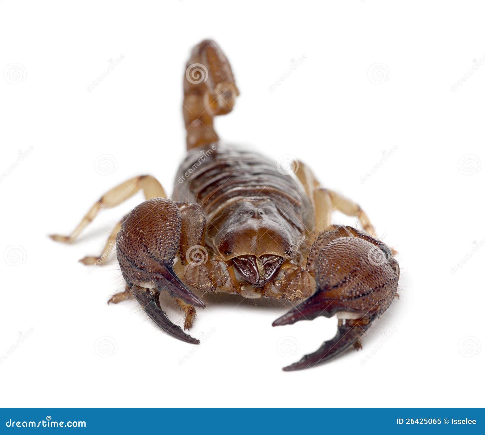 Shiny Burrowing Scorpion stock image. Image of poison - 26425065