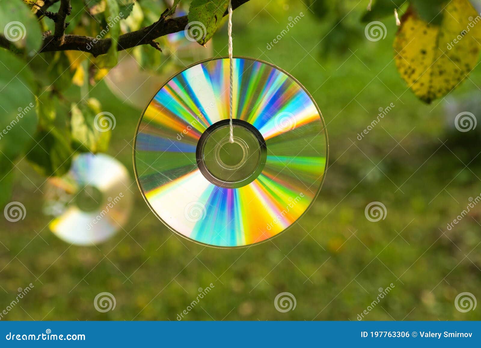Shiny CD Disc Suspended from a Tree Branch in the Sunlight Stock Photo ...