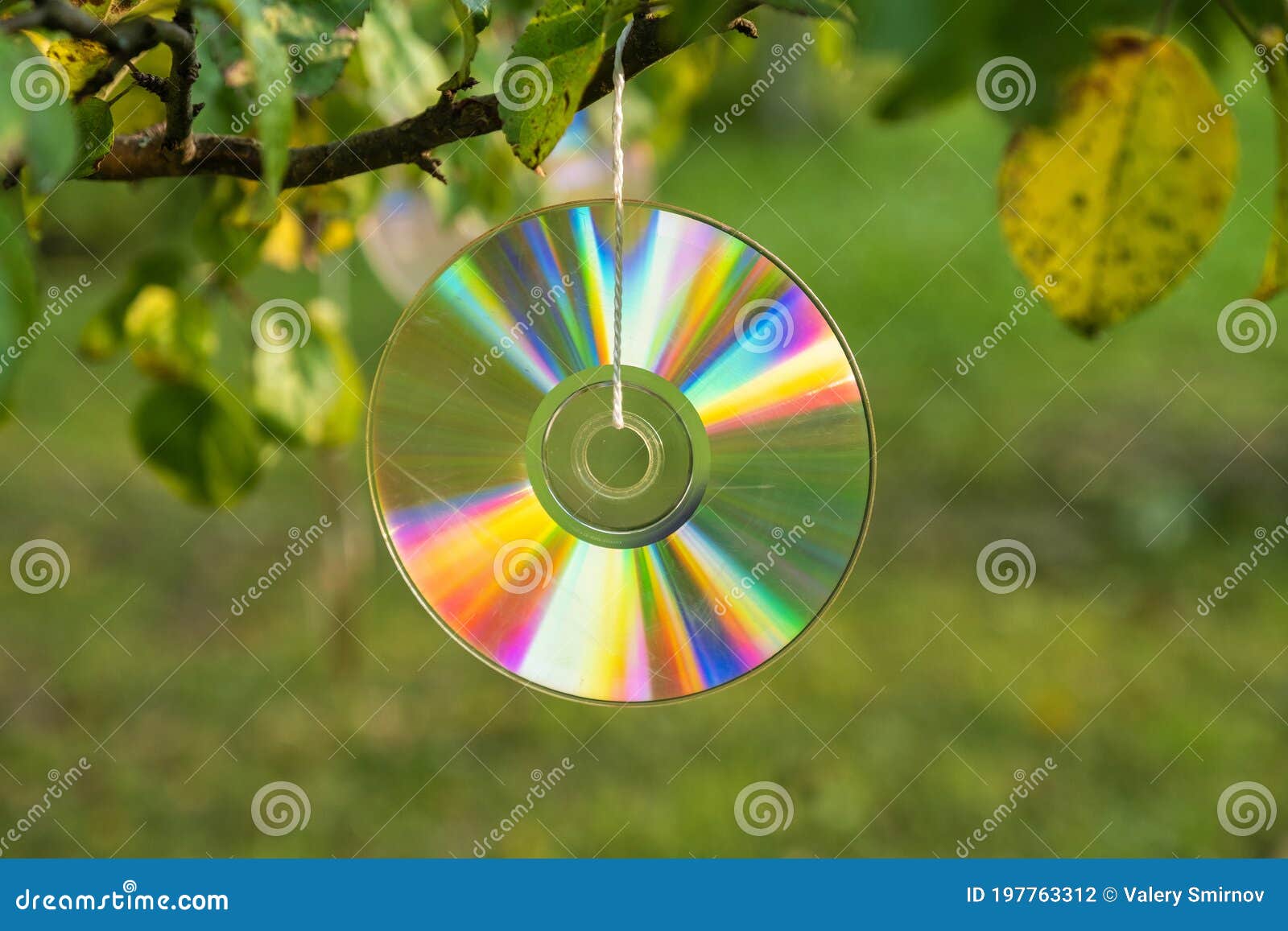 Shiny CD Disc Suspended from a Tree Branch in the Sunlight Stock Photo ...