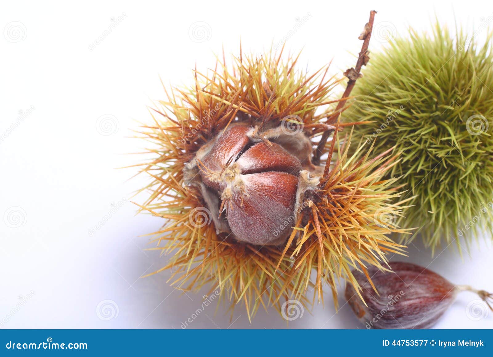 Shiny Chestnuts with Open Husk Over White Stock Image - Image of ...