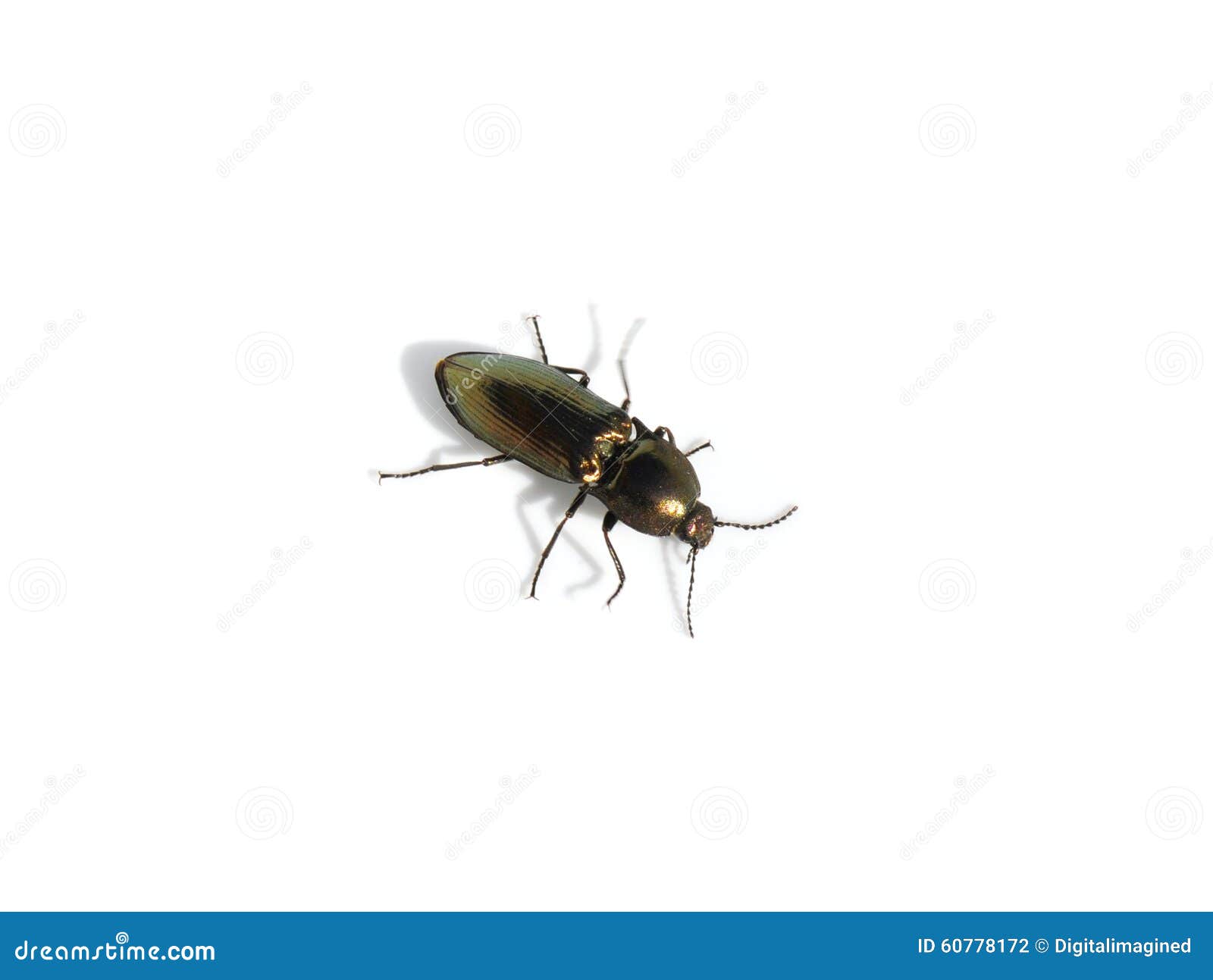 Shiny click beetle stock photo. Image of color, aeneus - 60778172
