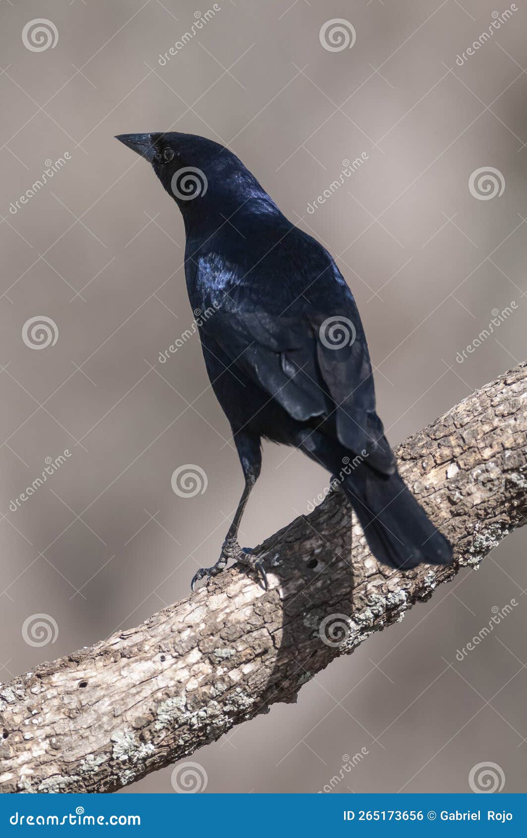 Shiny Cowbird, Molothrus Bonariensis, Calden Forestenvironment, Stock ... Shiny Cowbird, Molothrus Bonariensis, Calden Forestenvironment, Stock ...