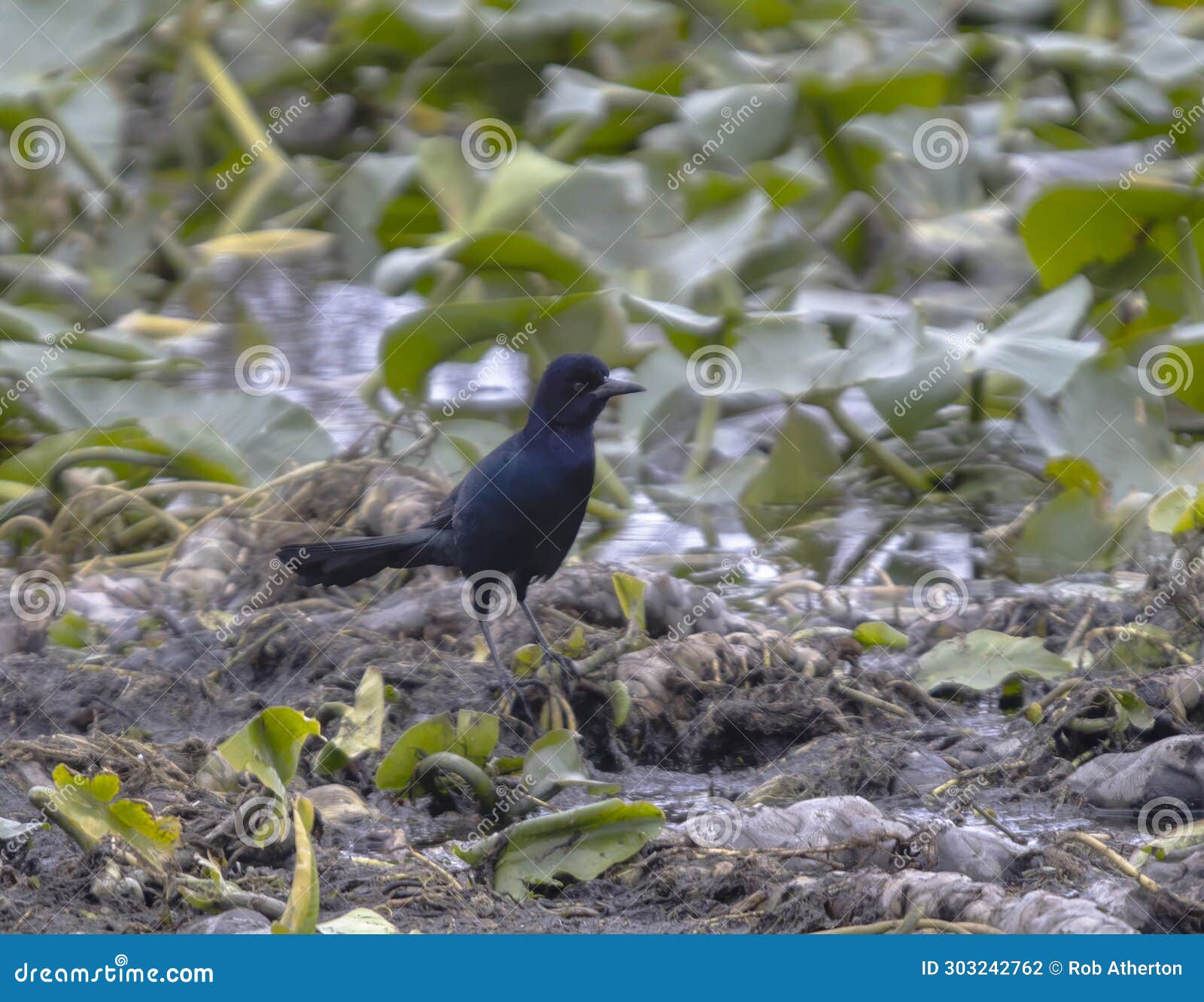 A Shiny Cowbird (Molothrus Bonariensis) in Lake Tohopekaliga, Florida ... A Shiny Cowbird (Molothrus Bonariensis) in Lake Tohopekaliga, Florida ...