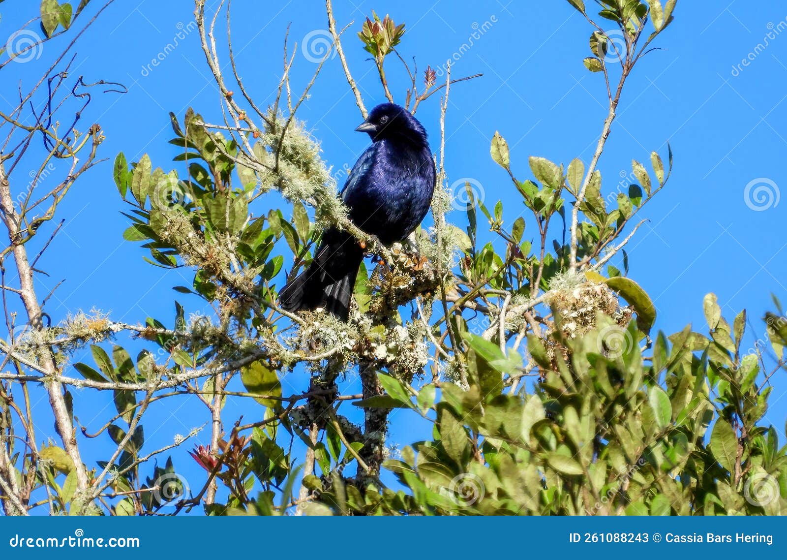 Shiny Cowbird (Molothrus Bonariensis) Stock Image - Image of blue ... Shiny Cowbird (Molothrus Bonariensis) Stock Image - Image of blue ...