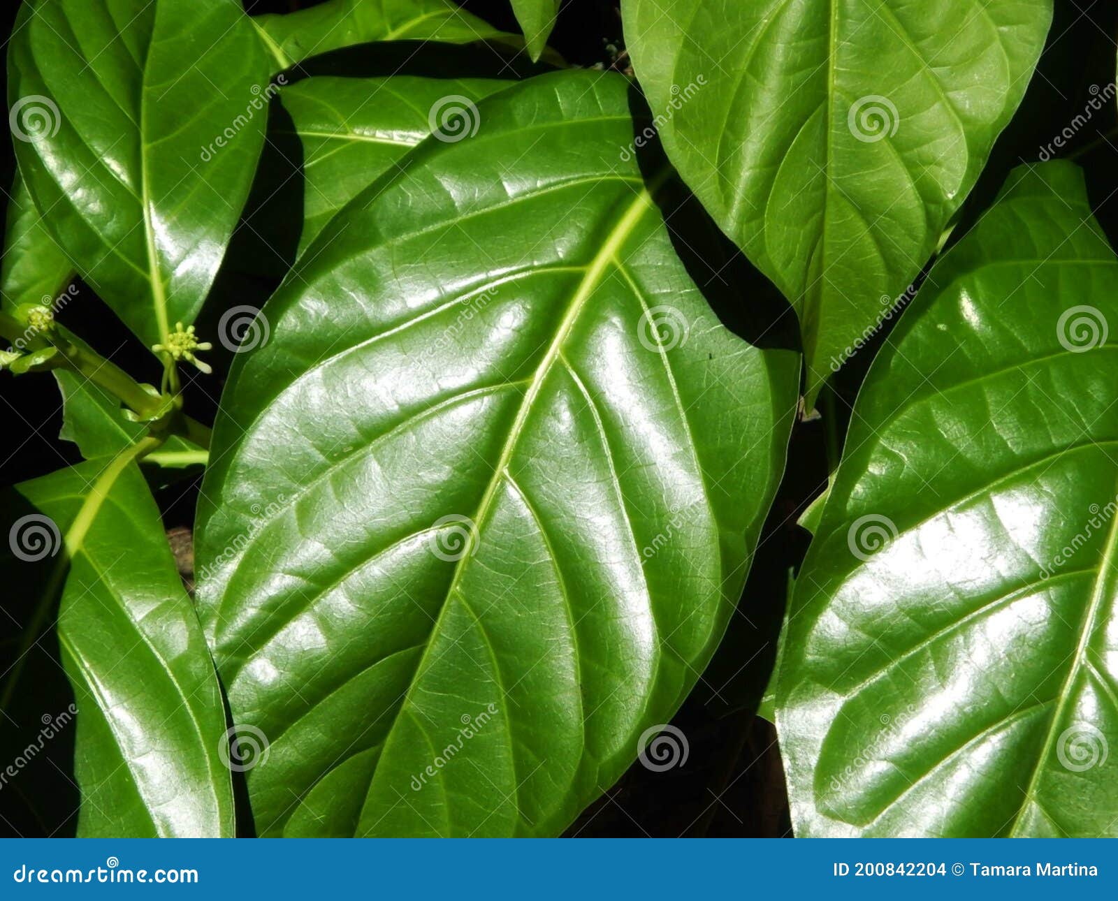 Shiny dark green leaves stock photo. Image of shrub - 200842204