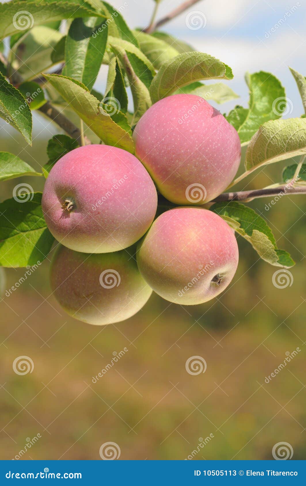 Shiny delicious apples stock image. Image of autumn, food - 10505113