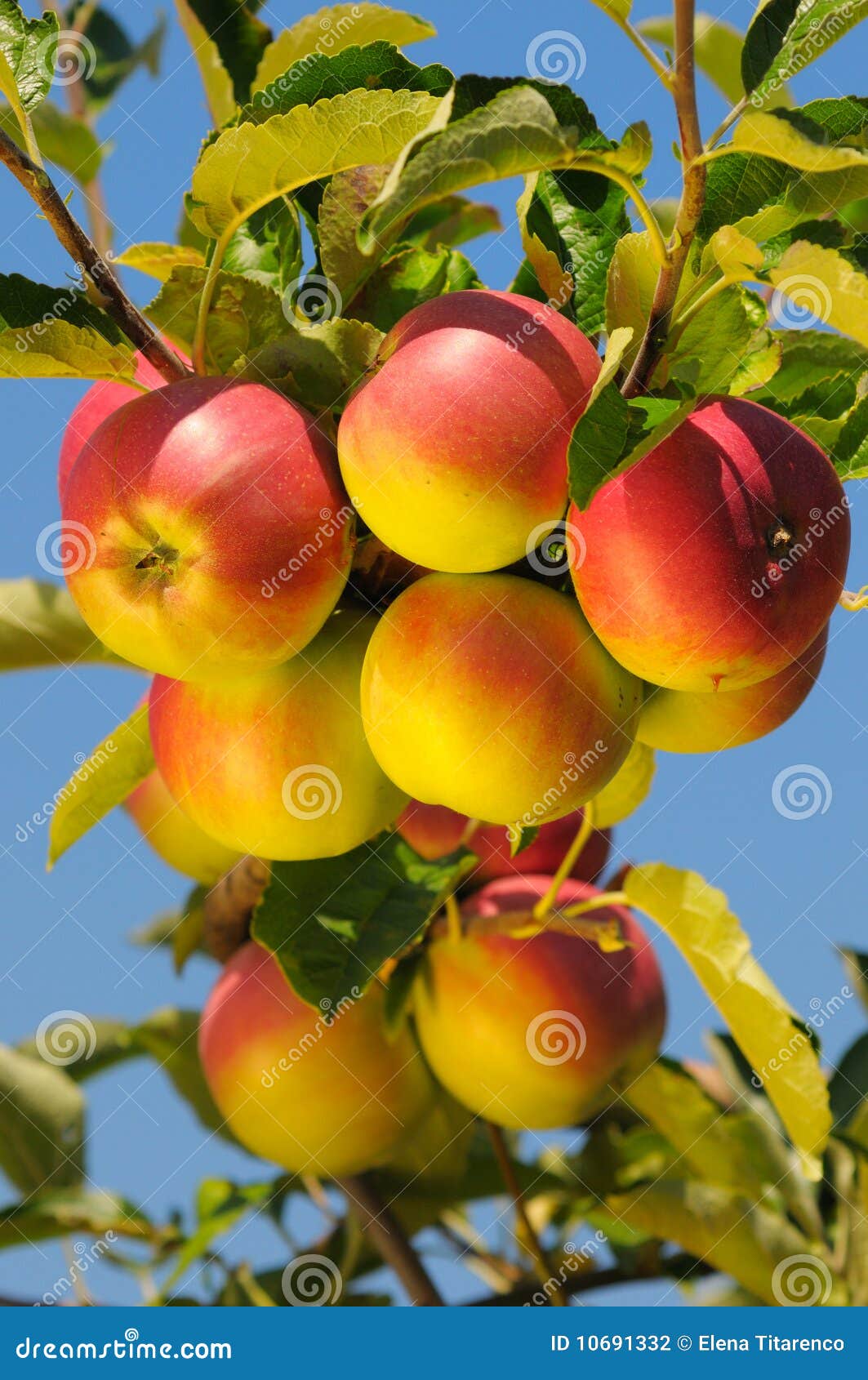 Shiny delicious apples stock photo. Image of crisp, fruit - 10691332