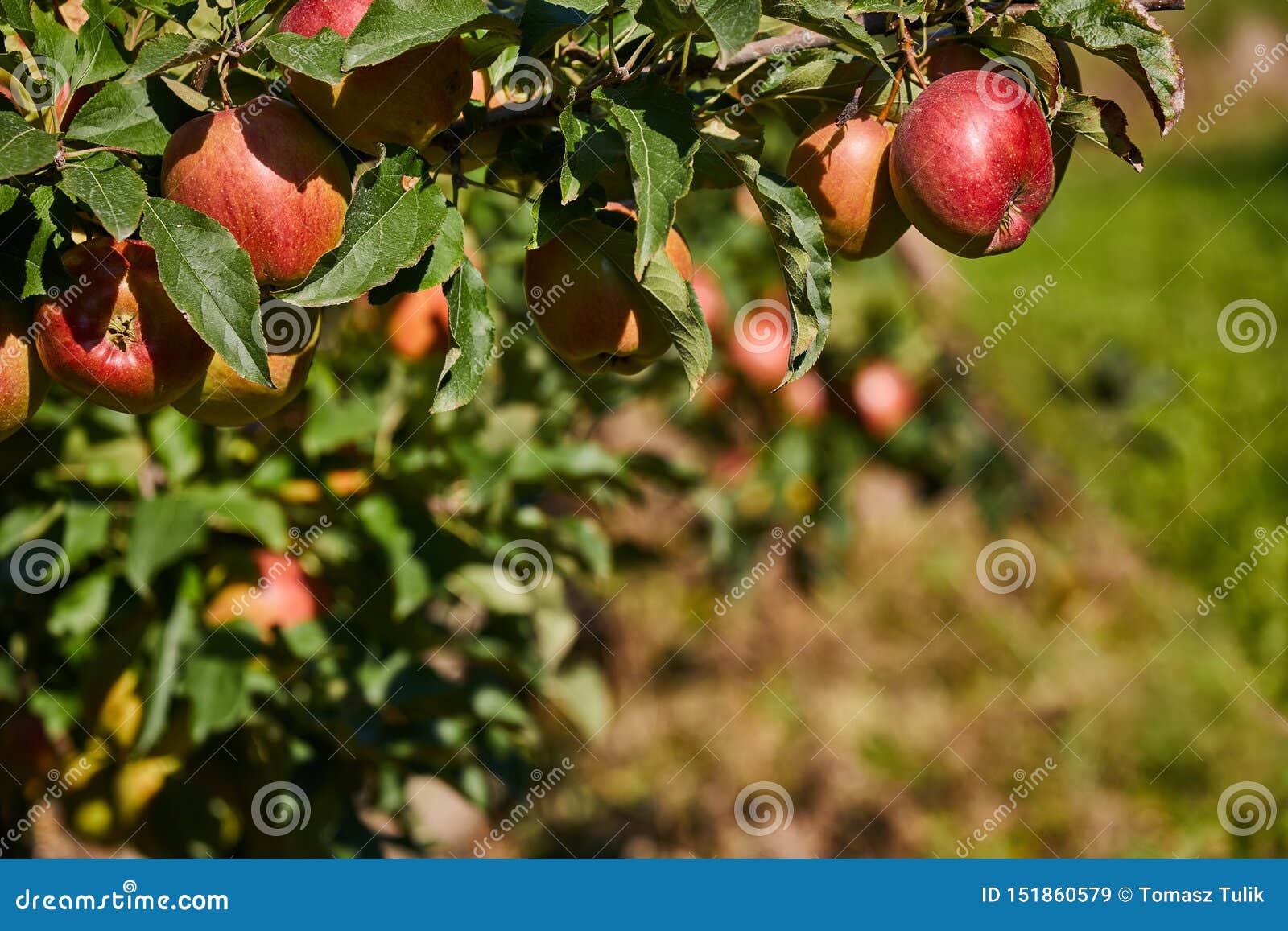 Shiny Delicious Apples Hanging from a Tree Branch in an Apple Orchard ...