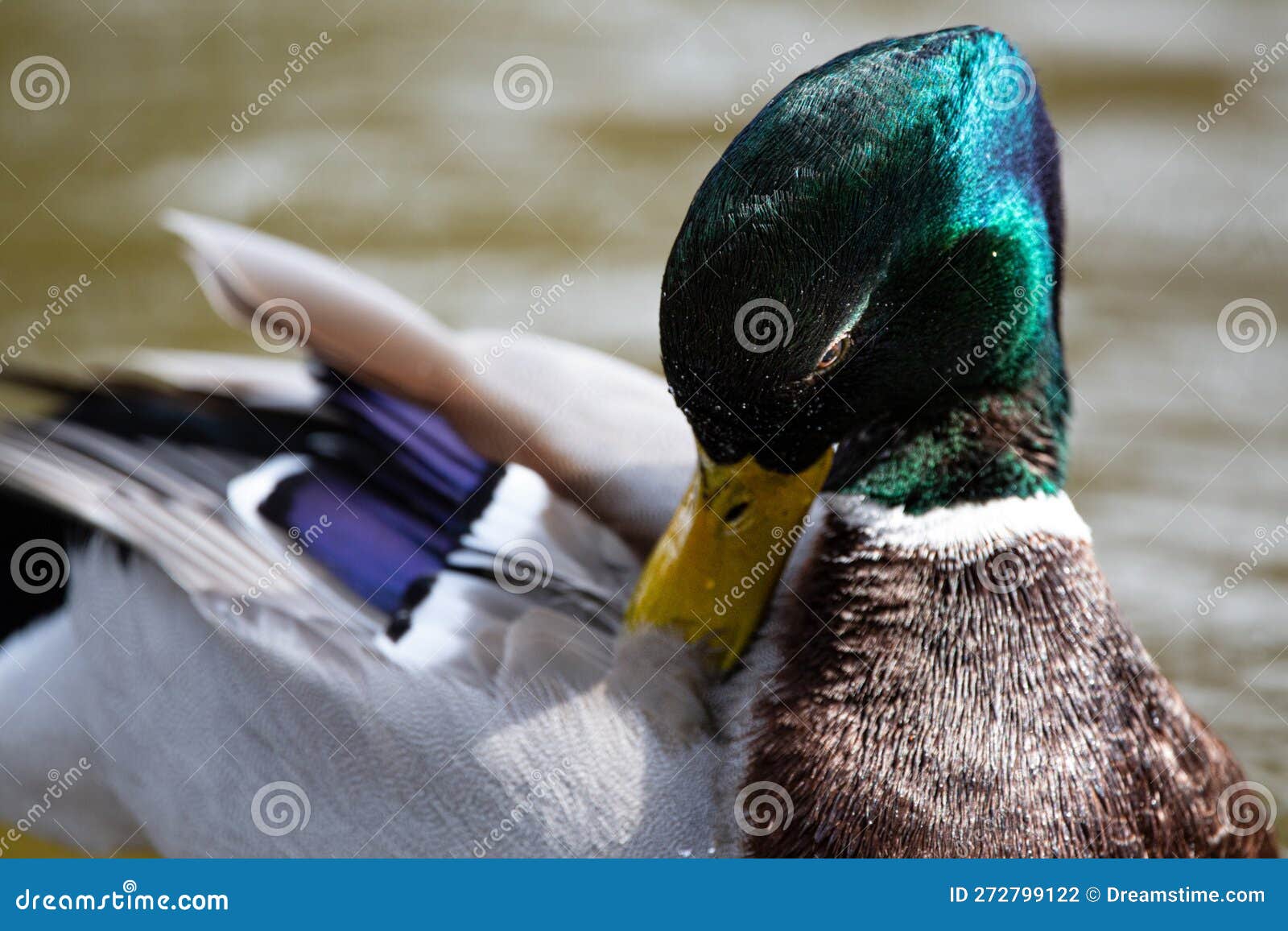 Shiny duck in the sun stock photo. Image of cleaning - 272799122
