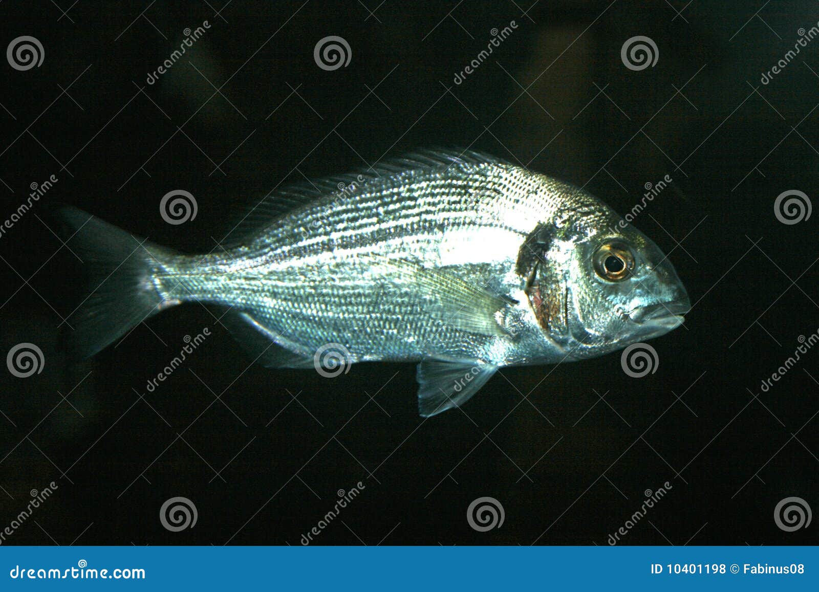Shiny fish stock photo. Image of water, feed, bright - 10401198
