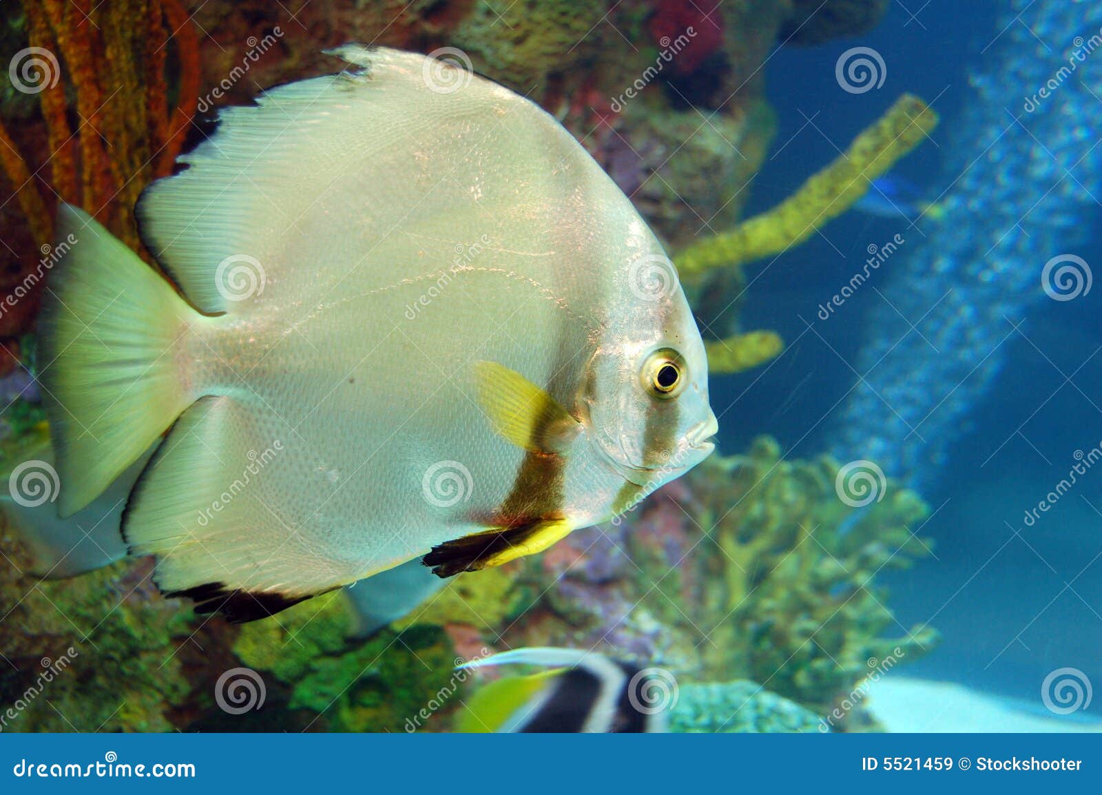 Shiny Fish Isolated in Aquarium Stock Image - Image of gold, species ...