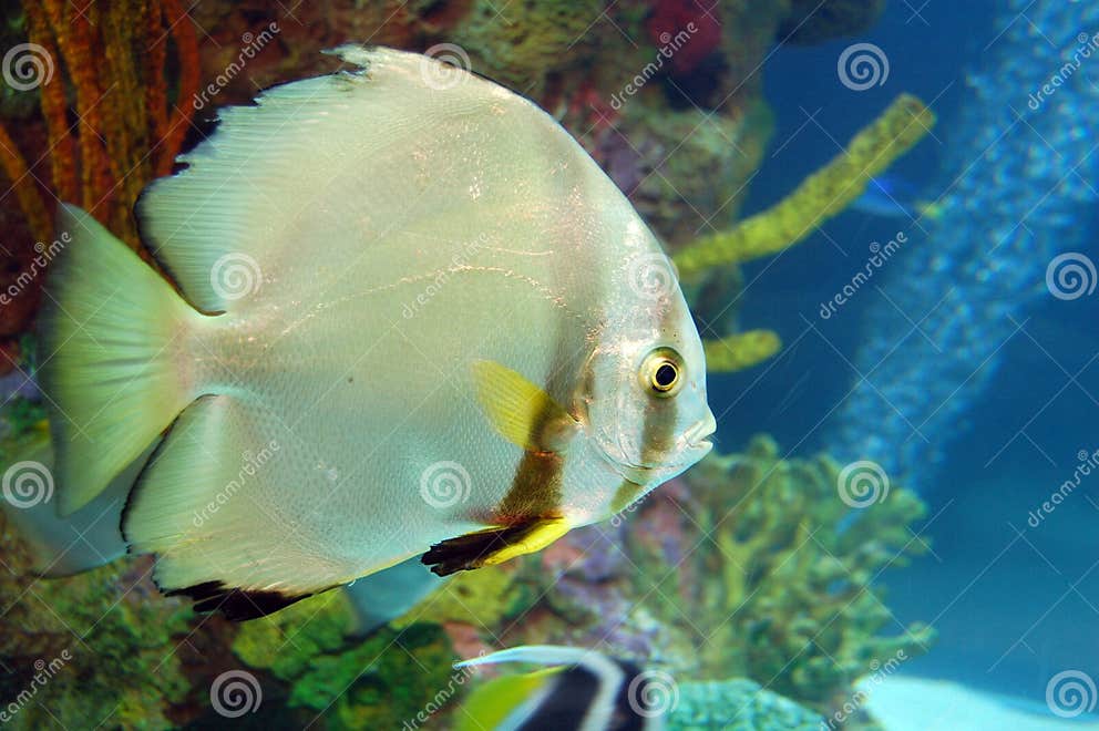 Shiny Fish Isolated in Aquarium Stock Image - Image of gold, species ...