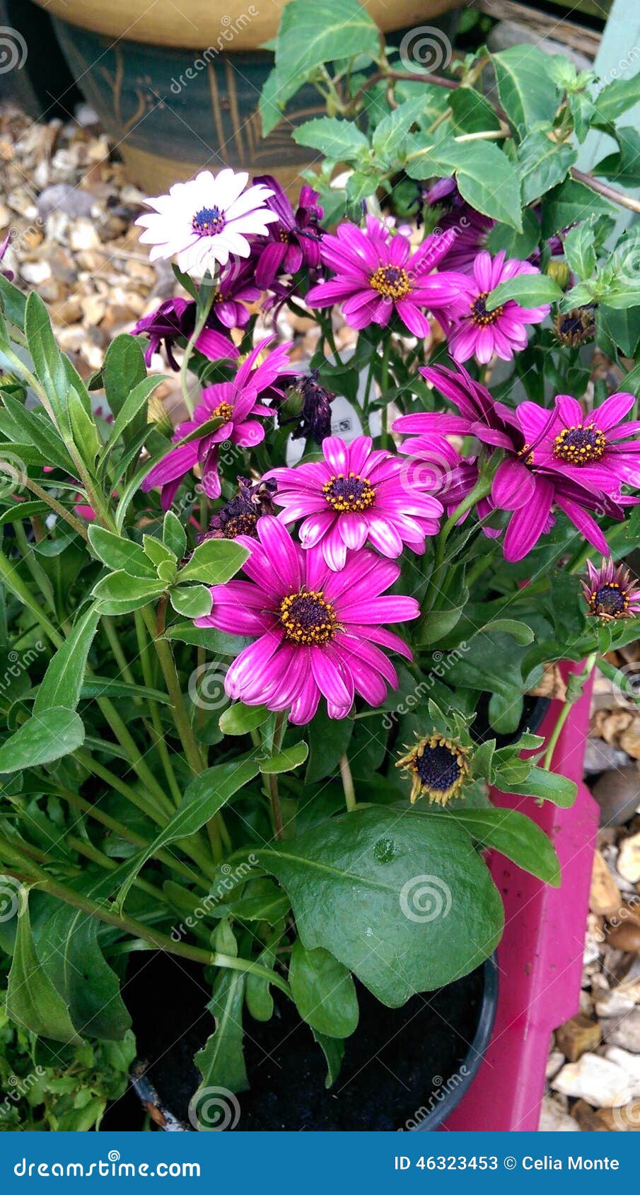 Shiny flowers stock image. Image of shiny, purple, pink - 46323453