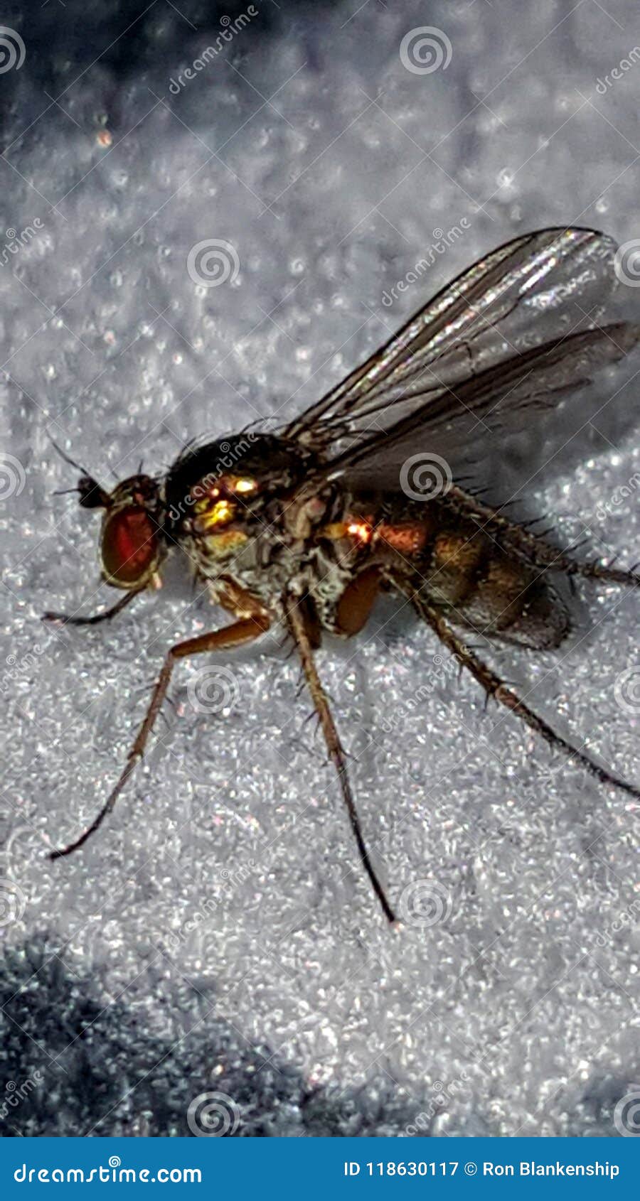 Shiny fly stock image. Image of shiny, cellpic, colorfull - 118630117