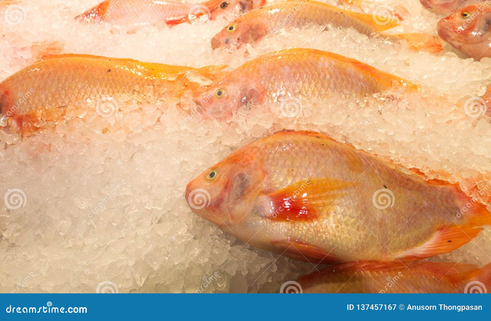 Shiny Fresh Fish on Ice at a Super Market,close-up View Stock Image ...