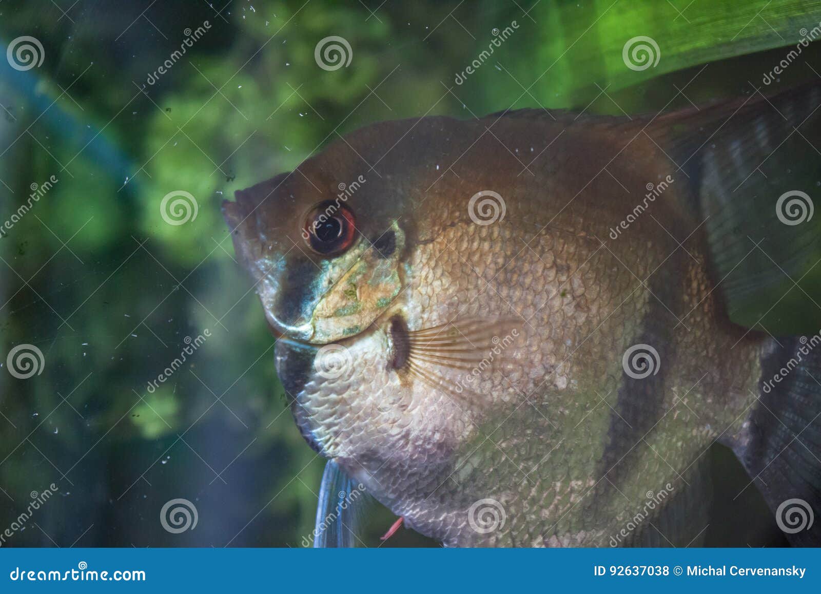 Shiny Golden Gurama Fish in Aquarium Stock Photo - Image of aquarium ...