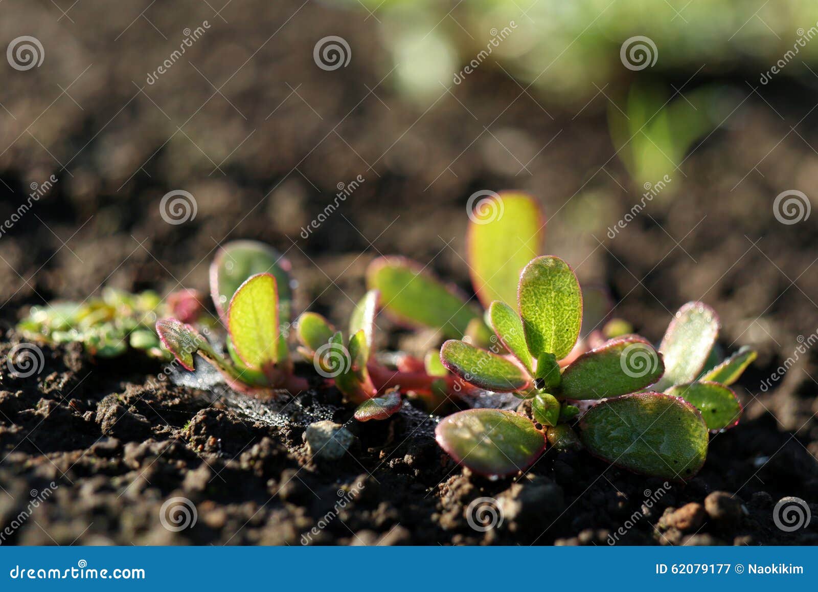 Shiny grass on the ground stock image. Image of bright - 62079177