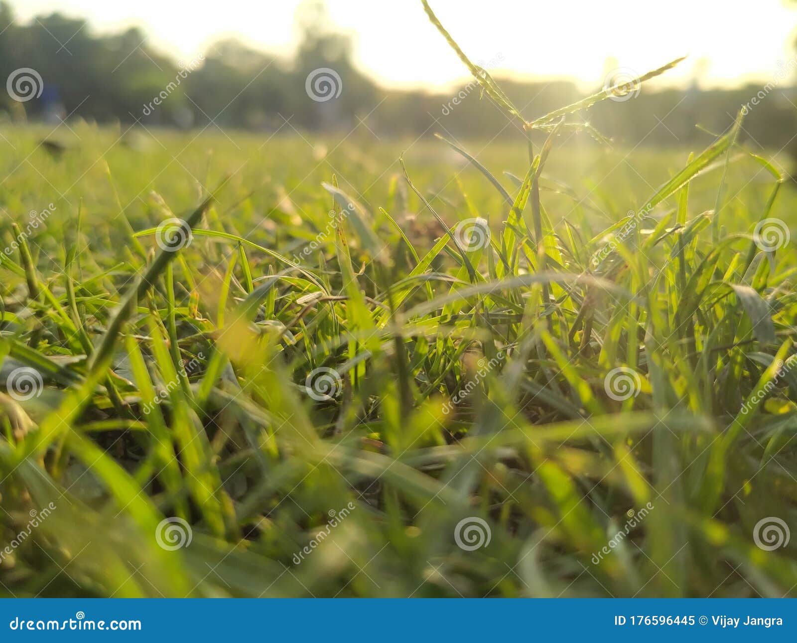 Shiny Grass with Peaceful Scenery. Stock Image - Image of grass, shiny ...