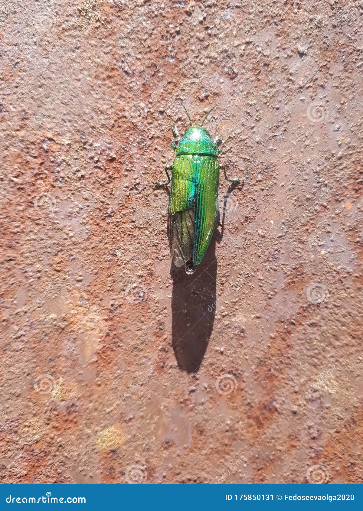 Shiny Green Beetle Crawls on a Steel Barrel Stock Image - Image of ...