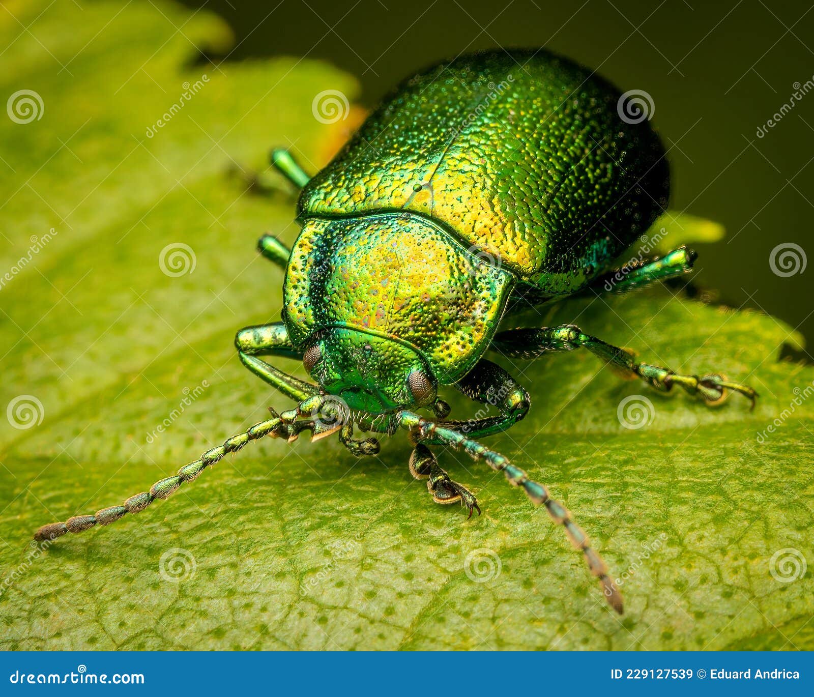 Shiny green beetle stock image. Image of macrophotography - 229127539