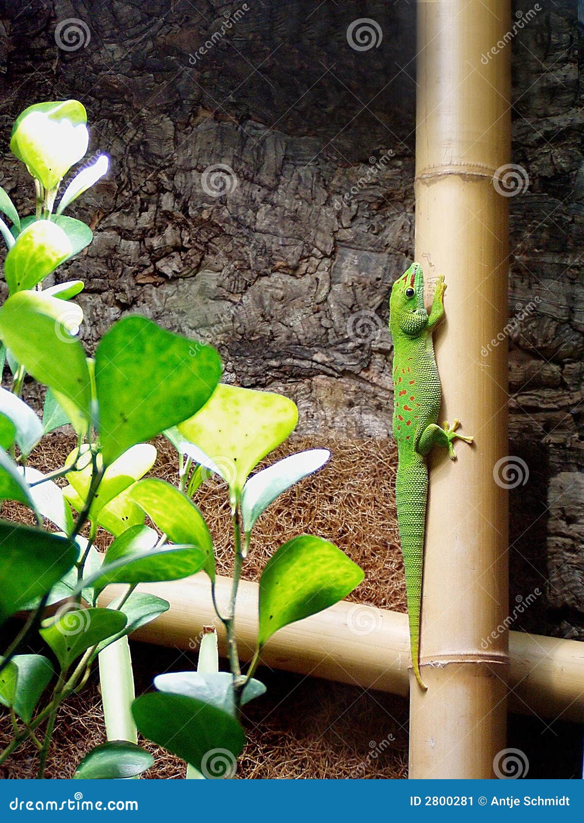 Shiny green lizard stock image. Image of bamboo, shining - 2800281