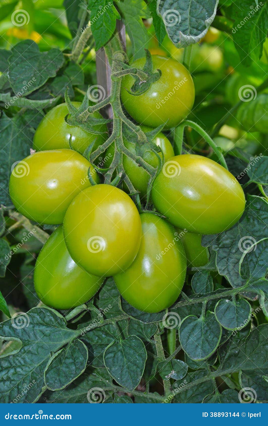 Shiny green tomatoes stock photo. Image of food, tomatoes - 38893144
