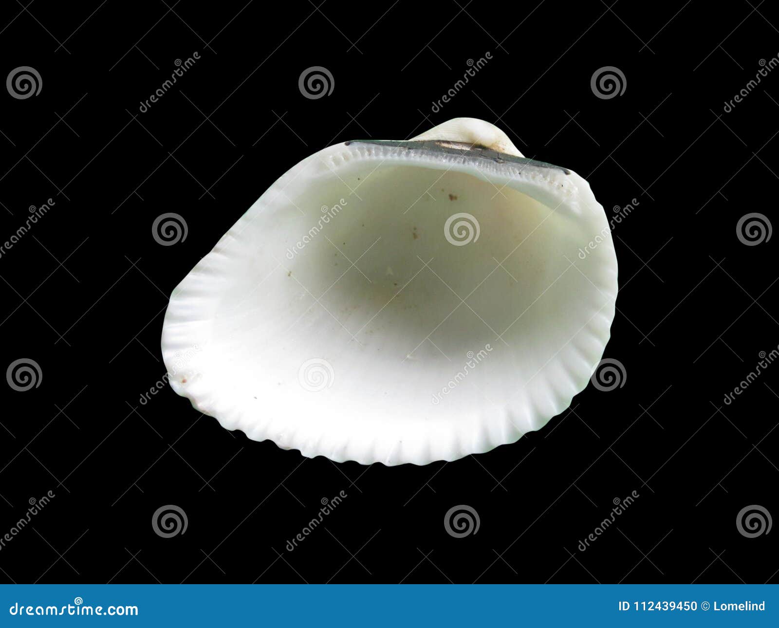 Shiny Macro Single Seashell Stock Photo - Image of shellfish, macro ...