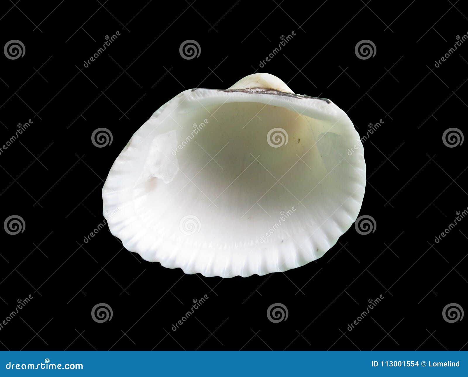 Shiny Macro Single Seashell Stock Photo - Image of snail, shellfish ...