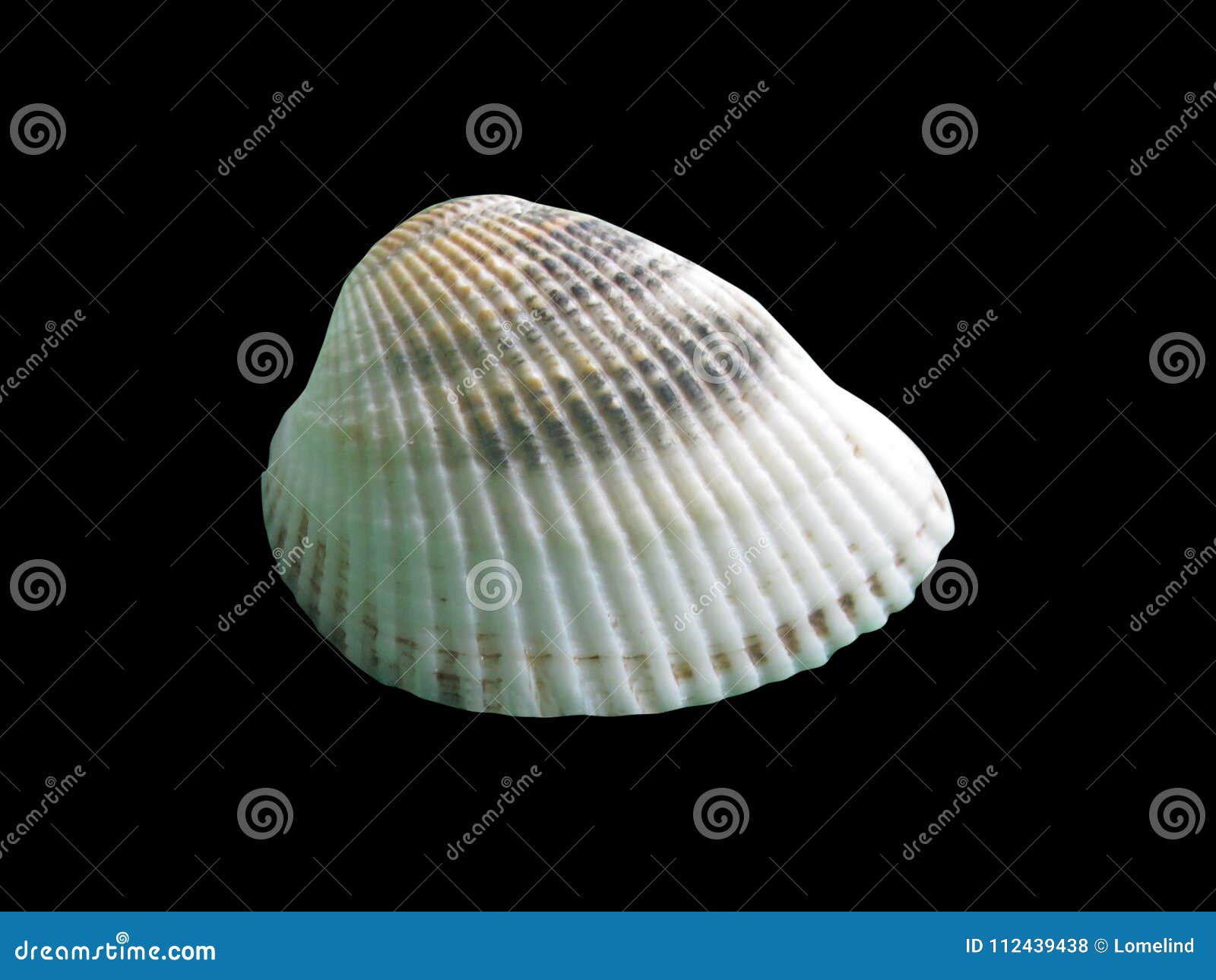 Shiny Macro Single Seashell Stock Photo - Image of detail, shape: 112439438