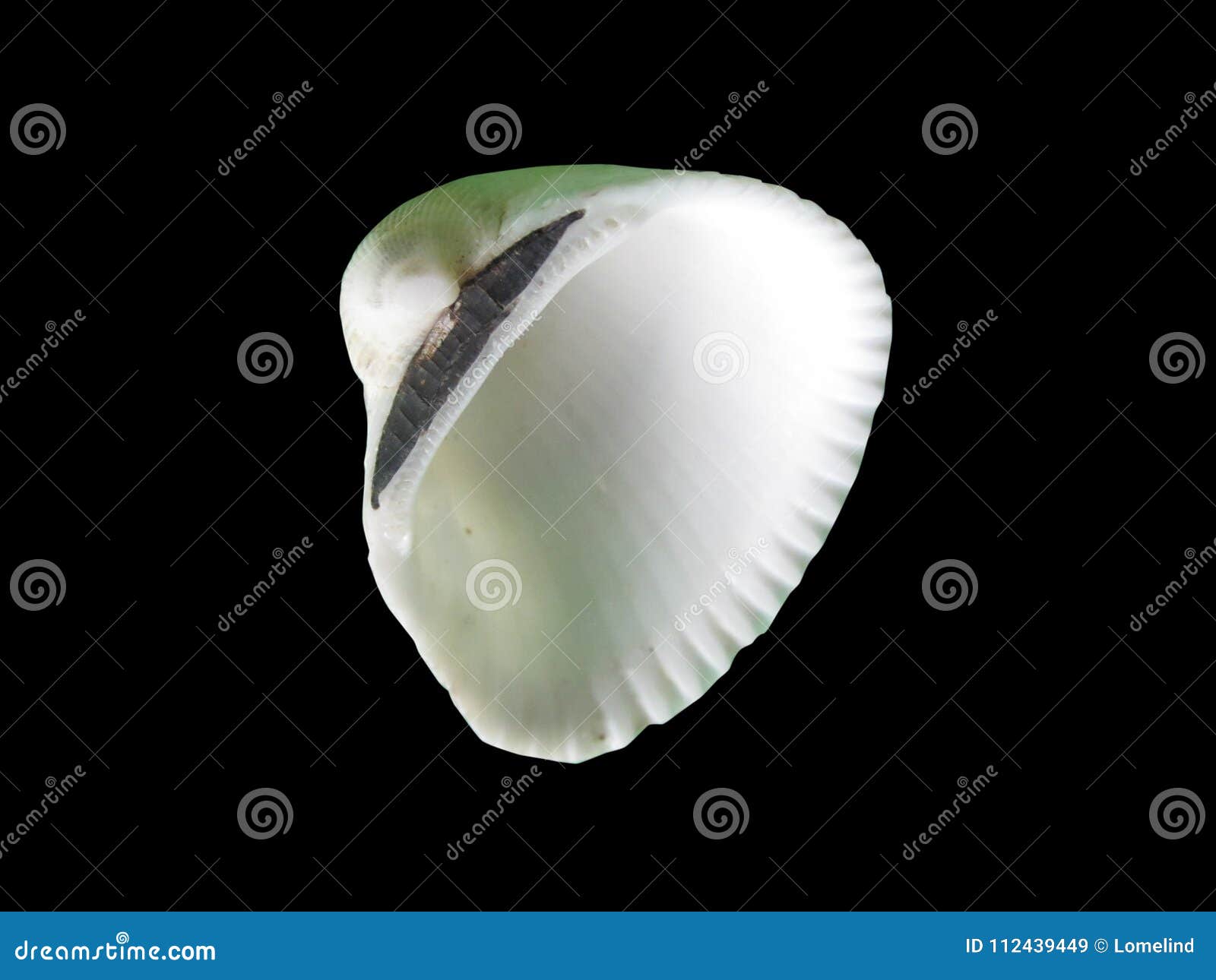 Shiny Macro Single Seashell Stock Image - Image of isolated, exotic ...