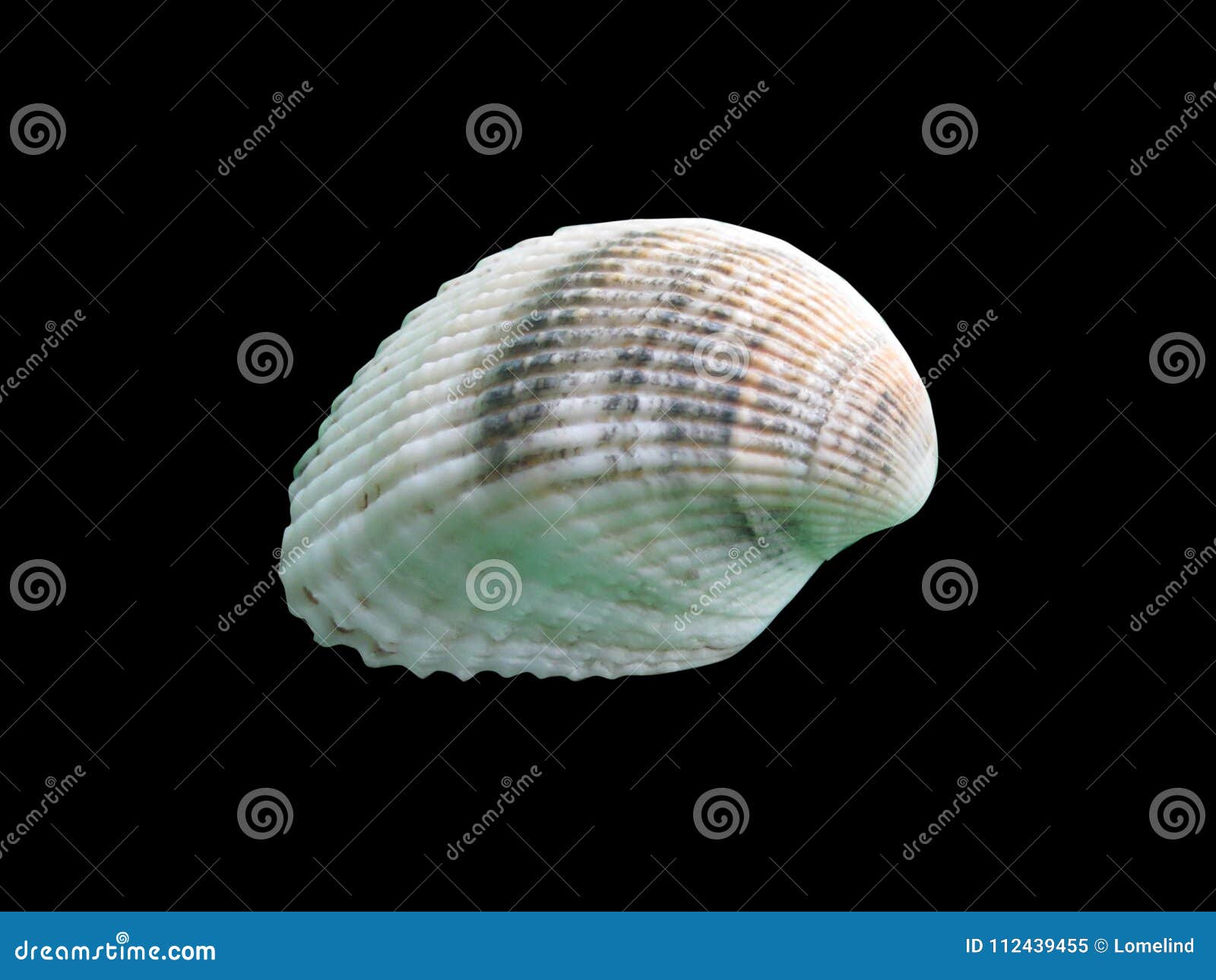 Shiny Macro Single Seashell Stock Image - Image of object, beautiful ...