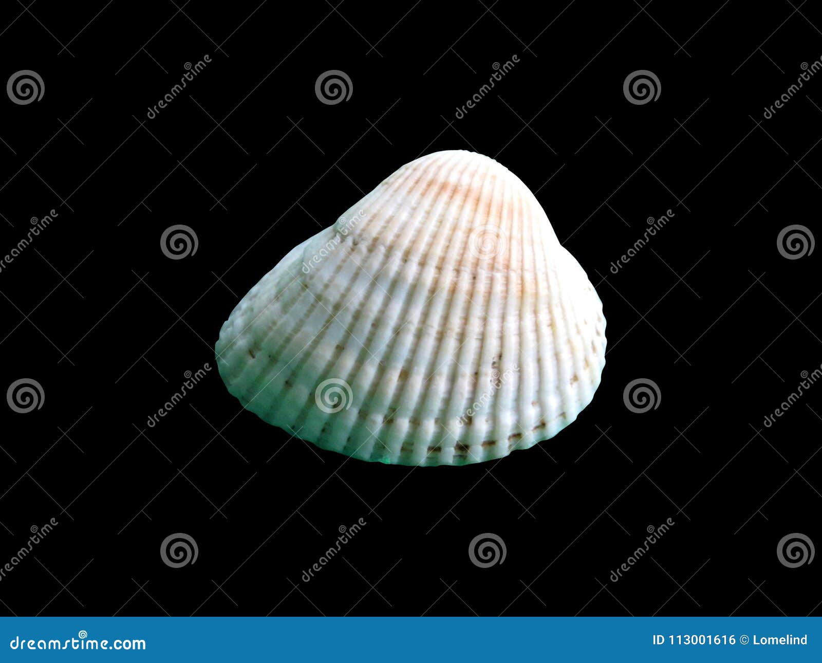 Shiny Macro Single Seashell Stock Photo - Image of detail, beautiful ...