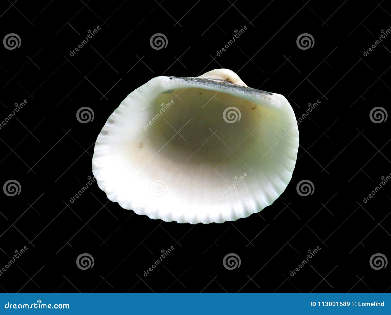 Shiny Macro Single Seashell Stock Image - Image of souvenir, oceanic ...