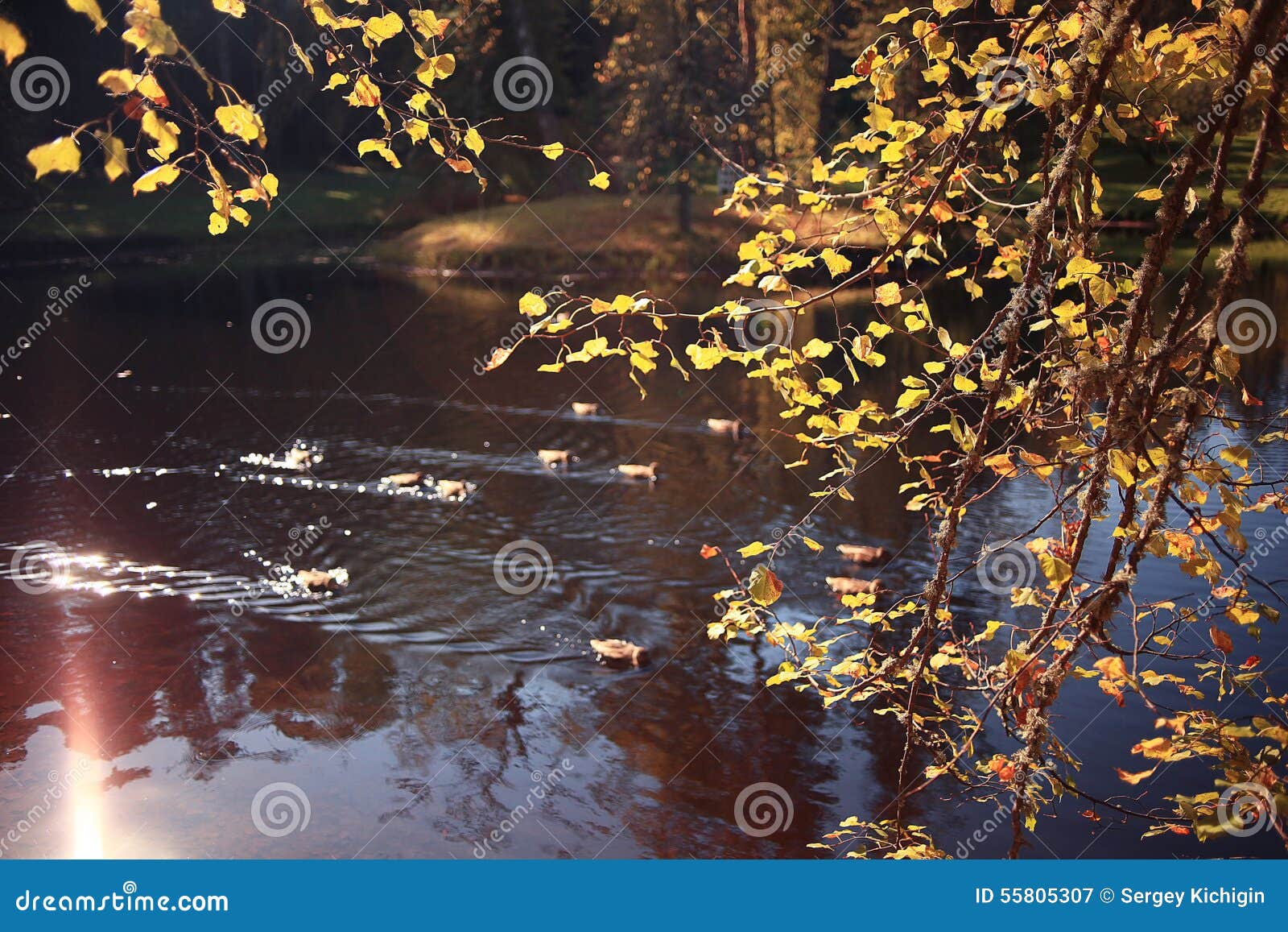 Shiny Pond with Yellow Leaves Stock Image - Image of flora, background ...