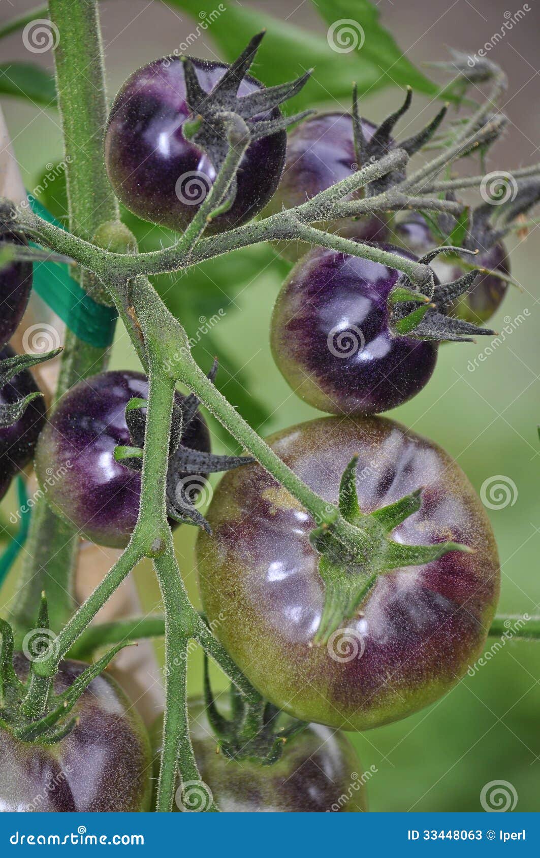 Shiny purple tomatoes stock image. Image of produce, ingredient - 33448063