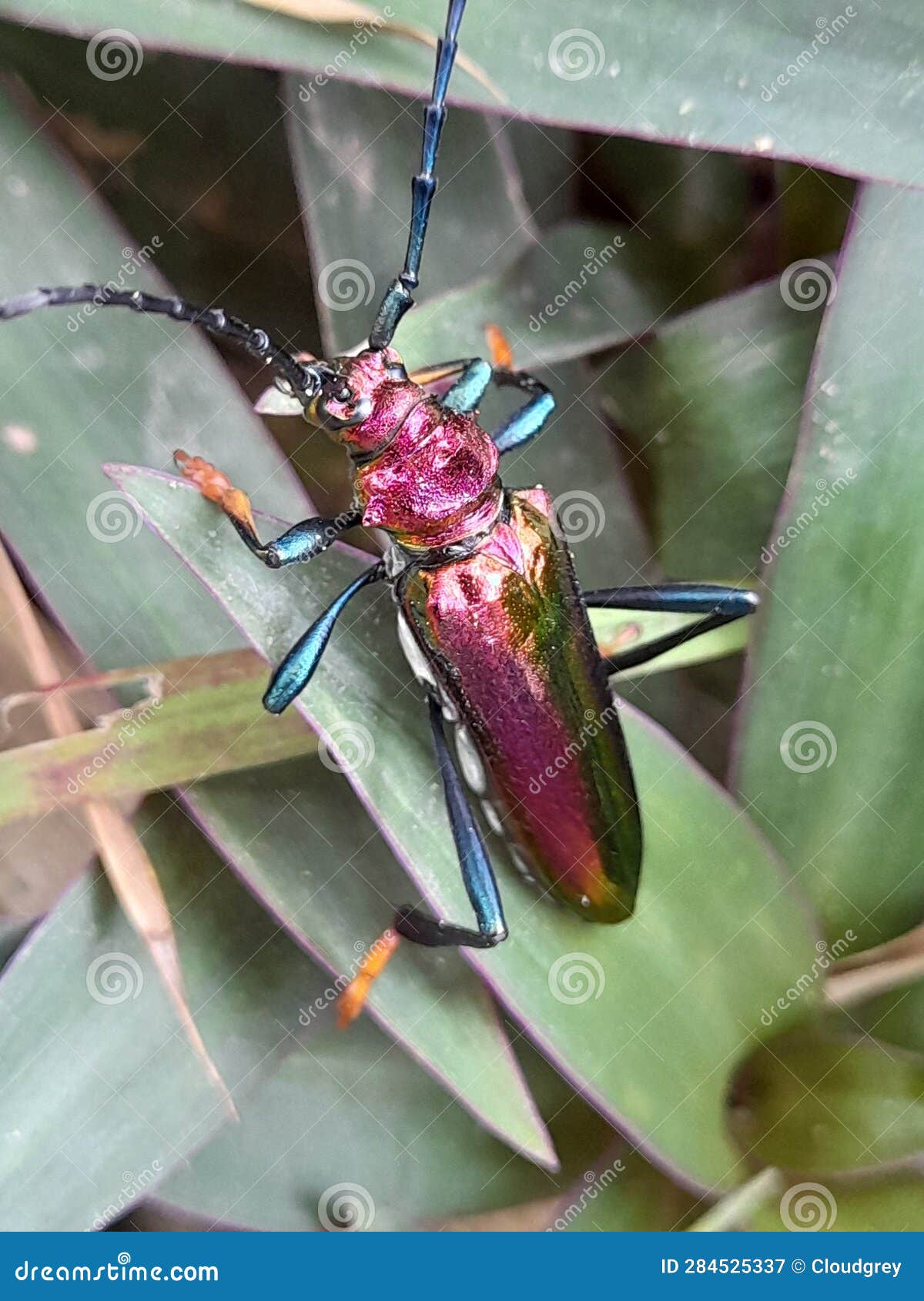 Shiny rainbow Beetle stock image. Image of arthropod - 284525337