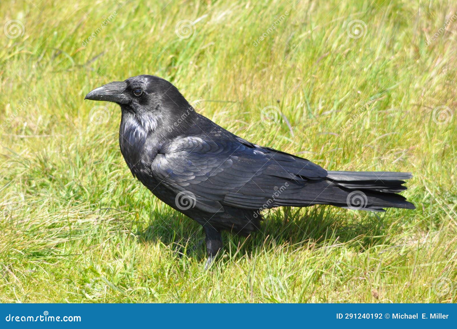 Shiny Raven stock photo. Image of beak, shine, scavenger - 291240192