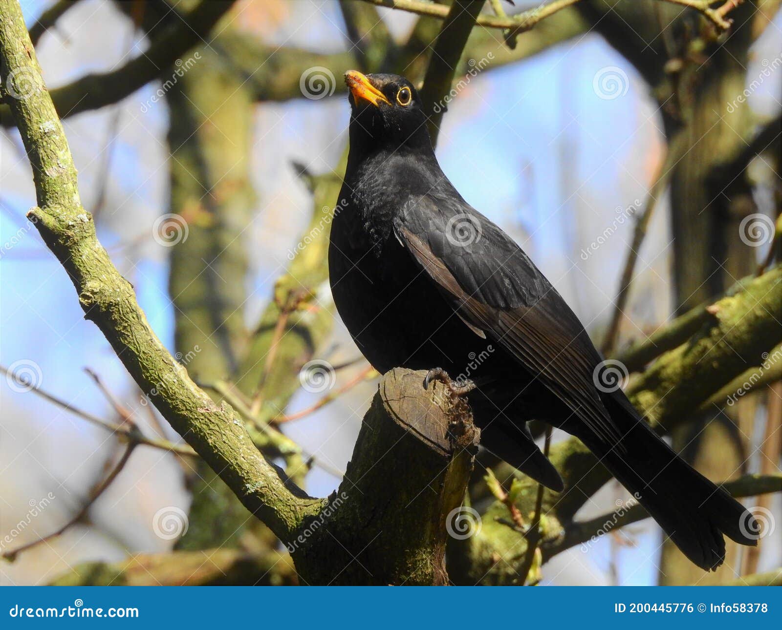 Shiny Raven Resting in the Branches Stock Photo - Image of shiny ...