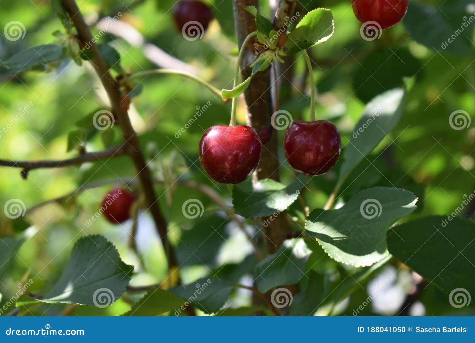 Shiny Red Cherries in the Sun Stock Photo - Image of flower, branch ...