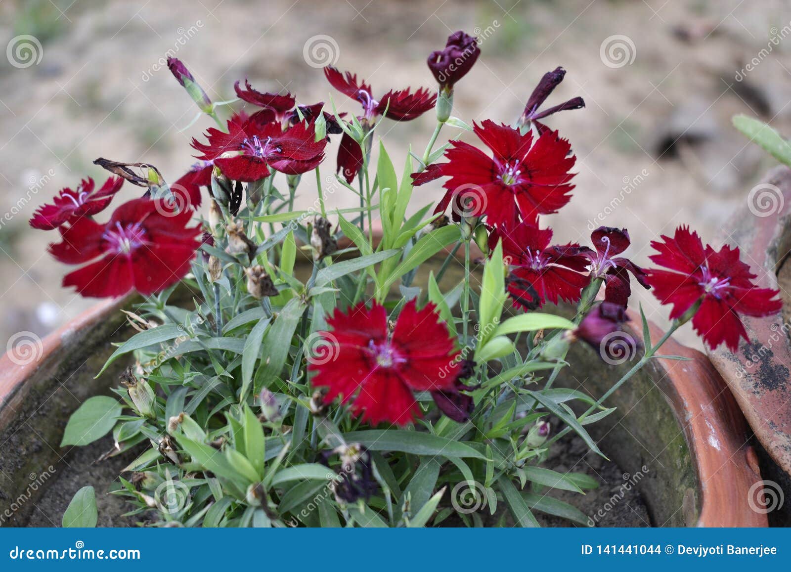 Shiny Red Flower in the Bush, Spring Stock Photo - Image of excellent ...