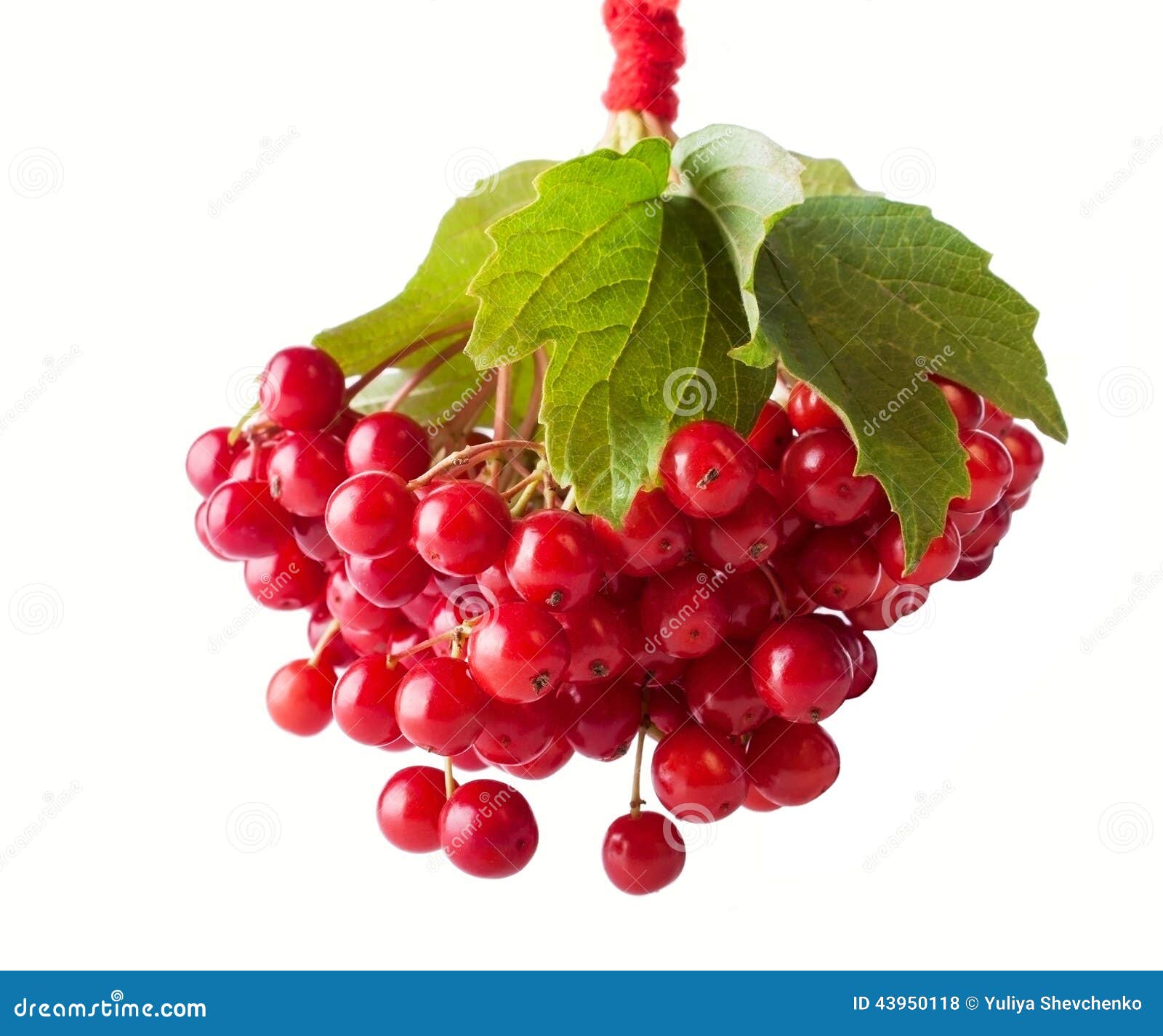 Shiny Red Gueld- Rose Berries Stock Photo - Image of bunch, green: 43950118