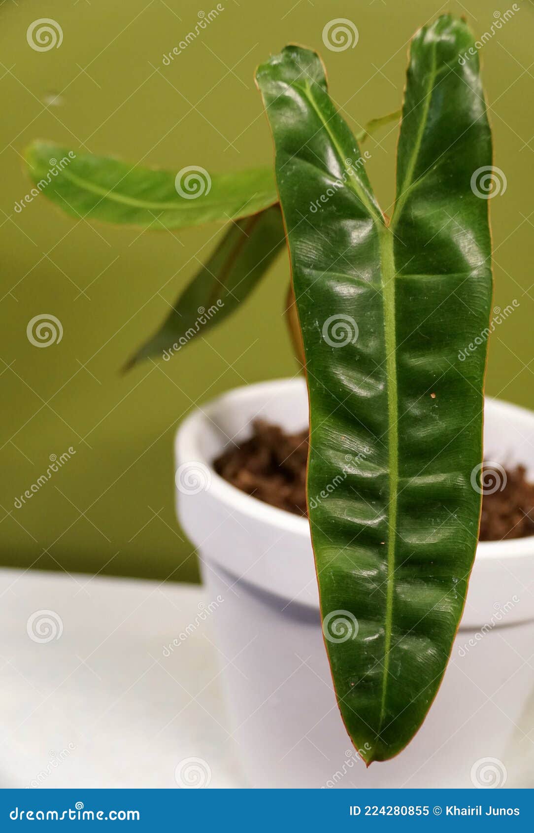 A Shiny, Rippled and Unique Green Leaf of Philodendron Billietiae Stock ...