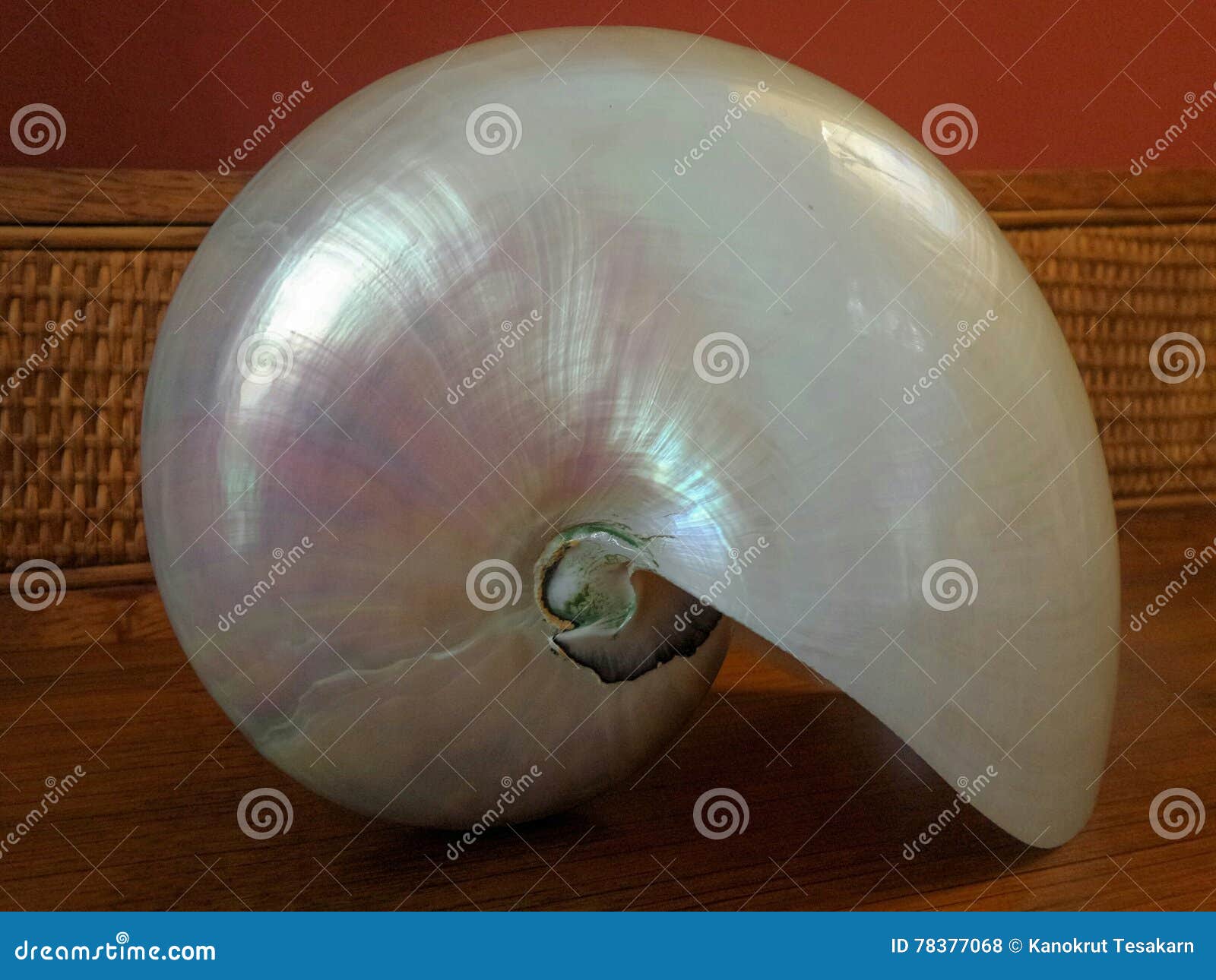 Shiny sea shell stock photo. Image of white, seashell - 78377068