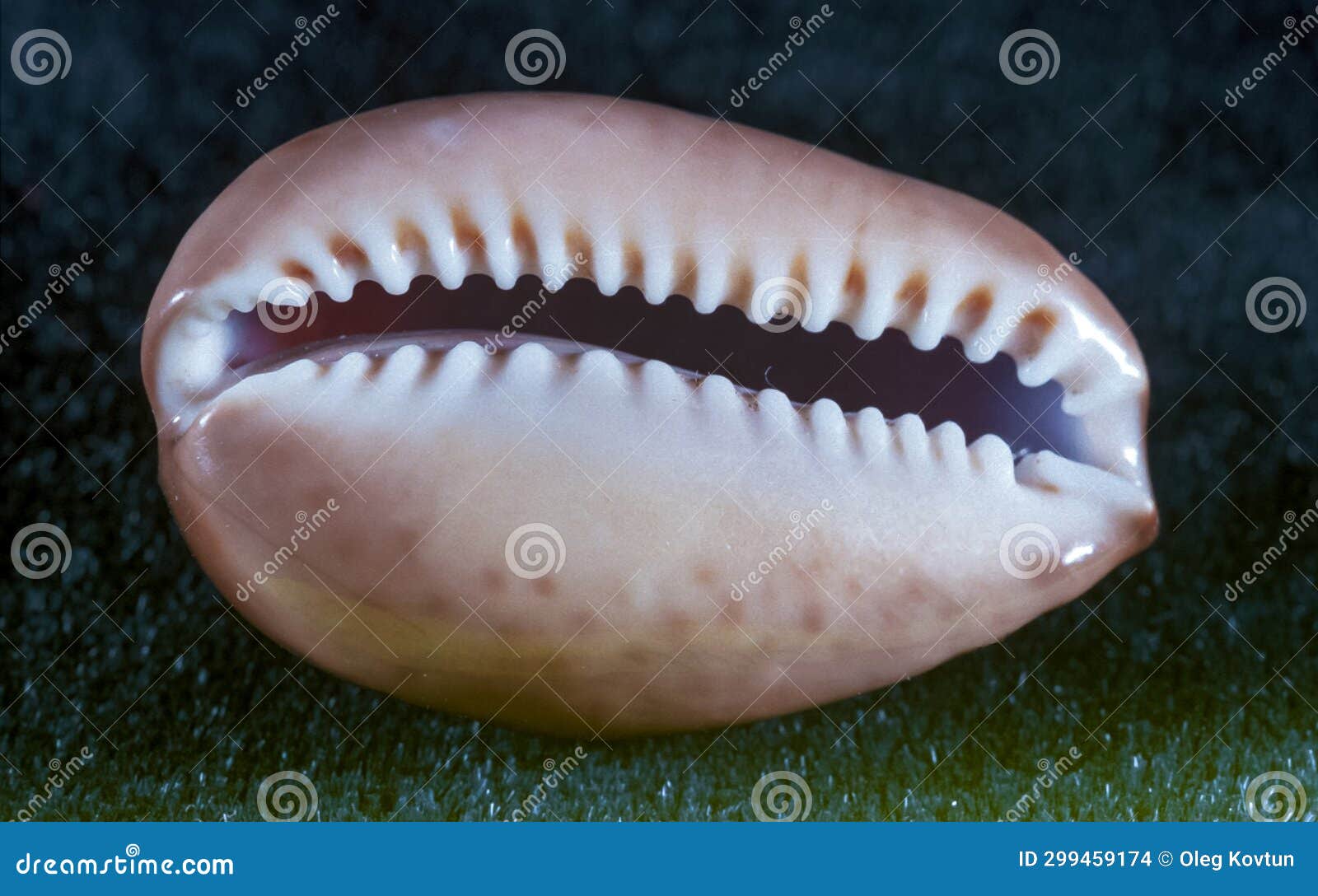 The Shiny Shell of the Gastropod Mollusc Cypraea Sp Stock Photo - Image ...